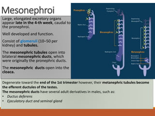 Anatomy-Urinary-System-part-III.pptx