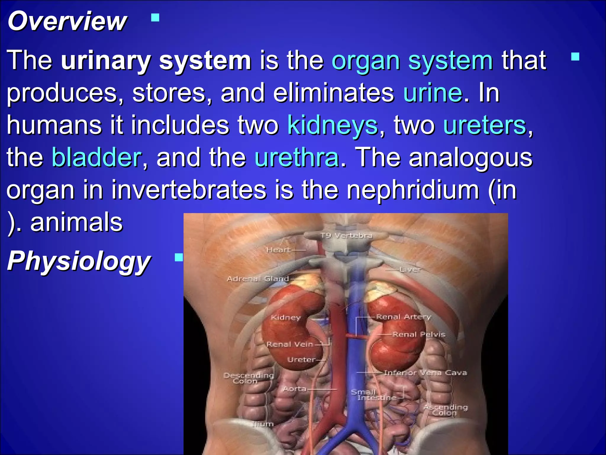 Anatomy urinary tract proplems&stons | PPT