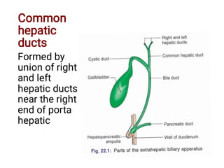 Anatomy-WPS Office-1.pdf