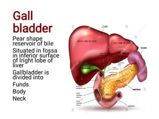 Anatomy-WPS Office-1.pdf