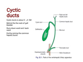 Anatomy-WPS Office-1.pdf