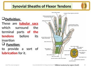 Anatomy 0f Hand (MBBS CURRICULUM) .pptx