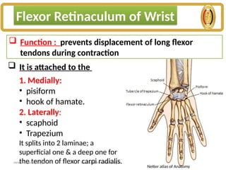 Anatomy 0f Hand (MBBS CURRICULUM) .pptx