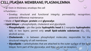ANATOMY 1.pptx