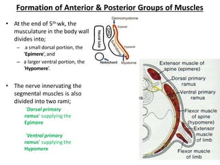 anatomy 1.pptx