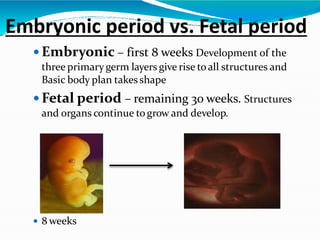 anatomy 1.pptx
