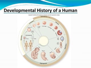 anatomy 1.pptx