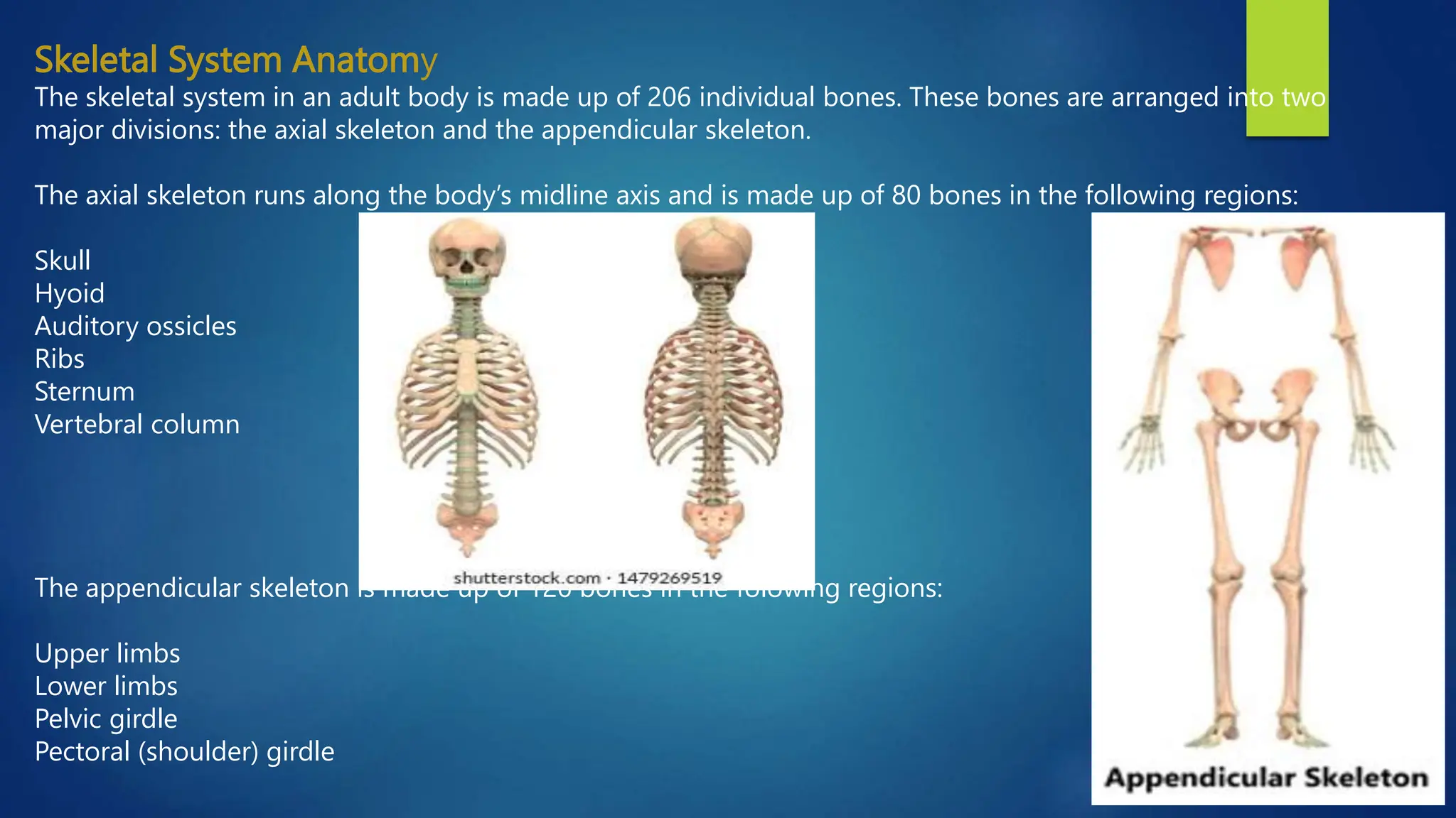 ANATOMY ppt for bsc yoga , pg diploma students | PPTX