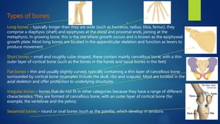 ANATOMY ppt for bsc yoga , pg diploma students | PPTX