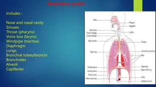 ANATOMY ppt for bsc yoga , pg diploma students | PPTX