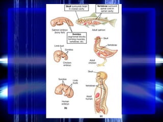 Anatomy 1.ppt introduction to anatomy ppt | PPT