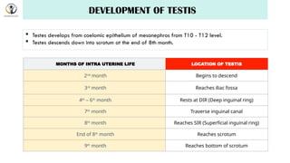 ANATOMY 1 - HISTO+OSTEO+EMBRYO MCQ Based ppt | PPTX