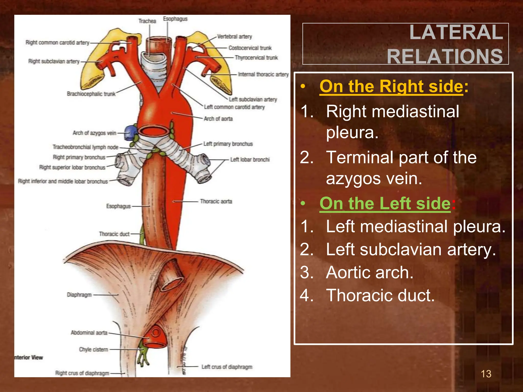 anatomyydydhdydhxhxydyffufufhfhfhfhf_1[1].pptx