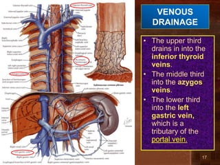 anatomyydydhdydhxhxydyffufufhfhfhfhf_1[1].pptx