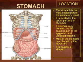 anatomyydydhdydhxhxydyffufufhfhfhfhf_1[1].pptx