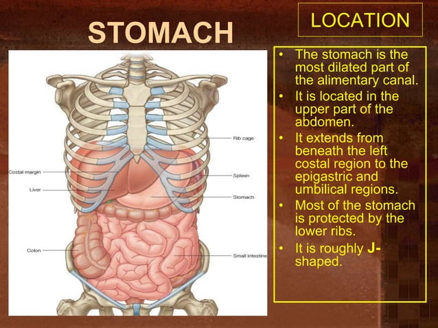 anatomyydydhdydhxhxydyffufufhfhfhfhf_1[1].pptx
