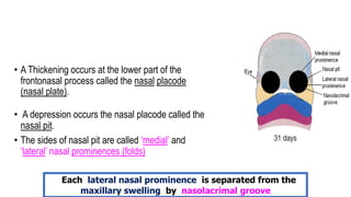 Anatomy 1, Development of the palate and pituitary gland.pdf