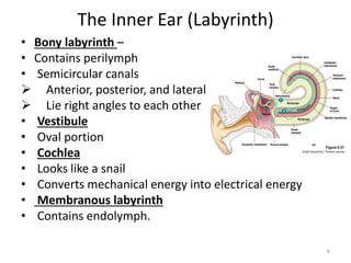 Anatomy1project 190129165233 | PDF