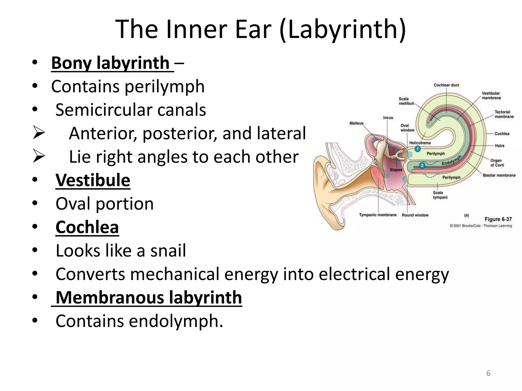 Anatomy 1-The anatomy and physiology of human ear | PPTX