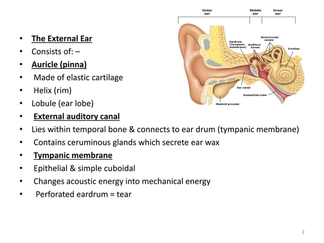Anatomy 1-The anatomy and physiology of human ear | PPTX