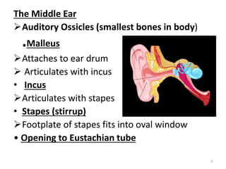 Anatomy 1-The anatomy and physiology of human ear | PPTX