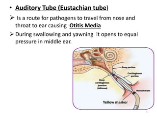 Anatomy 1-The anatomy and physiology of human ear | PPTX