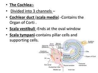 Anatomy 1-The anatomy and physiology of human ear | PPTX