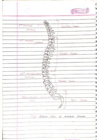 Anatomy 1st year Bsc nursing or diploma.pdf