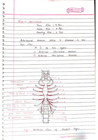 Anatomy 1st year Bsc nursing or diploma.pdf