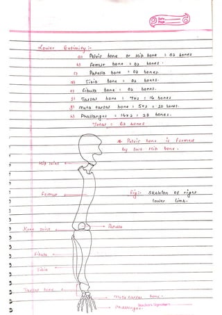 Anatomy 1st year Bsc nursing or diploma.pdf