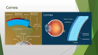Anatomy of the eye | PPT