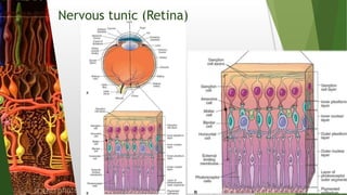Anatomy of the eye | PPT