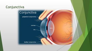 Anatomy of the eye | PPT