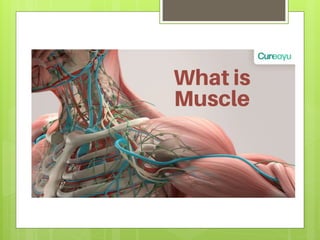 Anatomy 2 - types of muscles ad contraction | PPTX