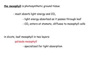 Anatomy 2 notes | PPT