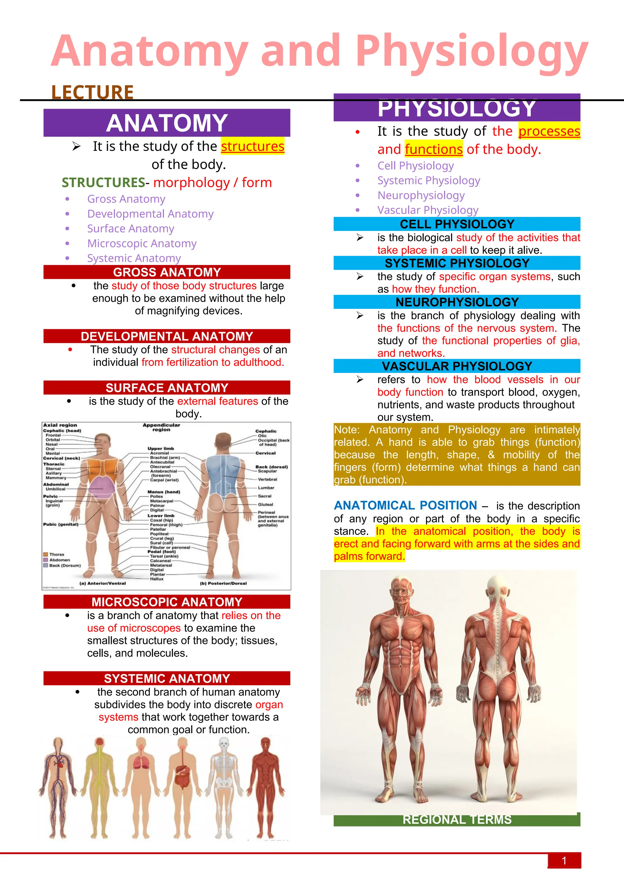 ANATOMY%20AND%20PHYSIOLOGY%20LECTURE-PRELIM.docx