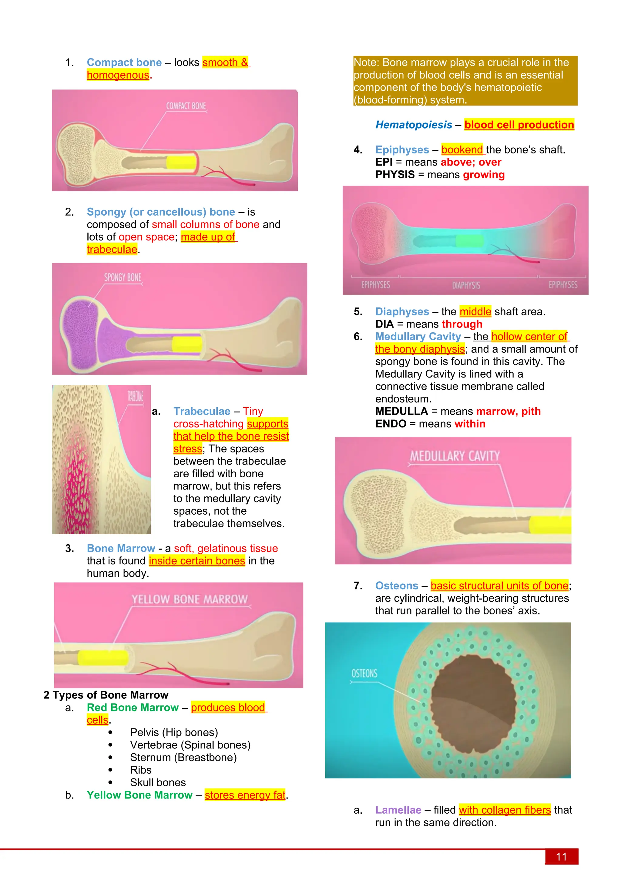 ANATOMY%20AND%20PHYSIOLOGY%20LECTURE-PRELIM.docx