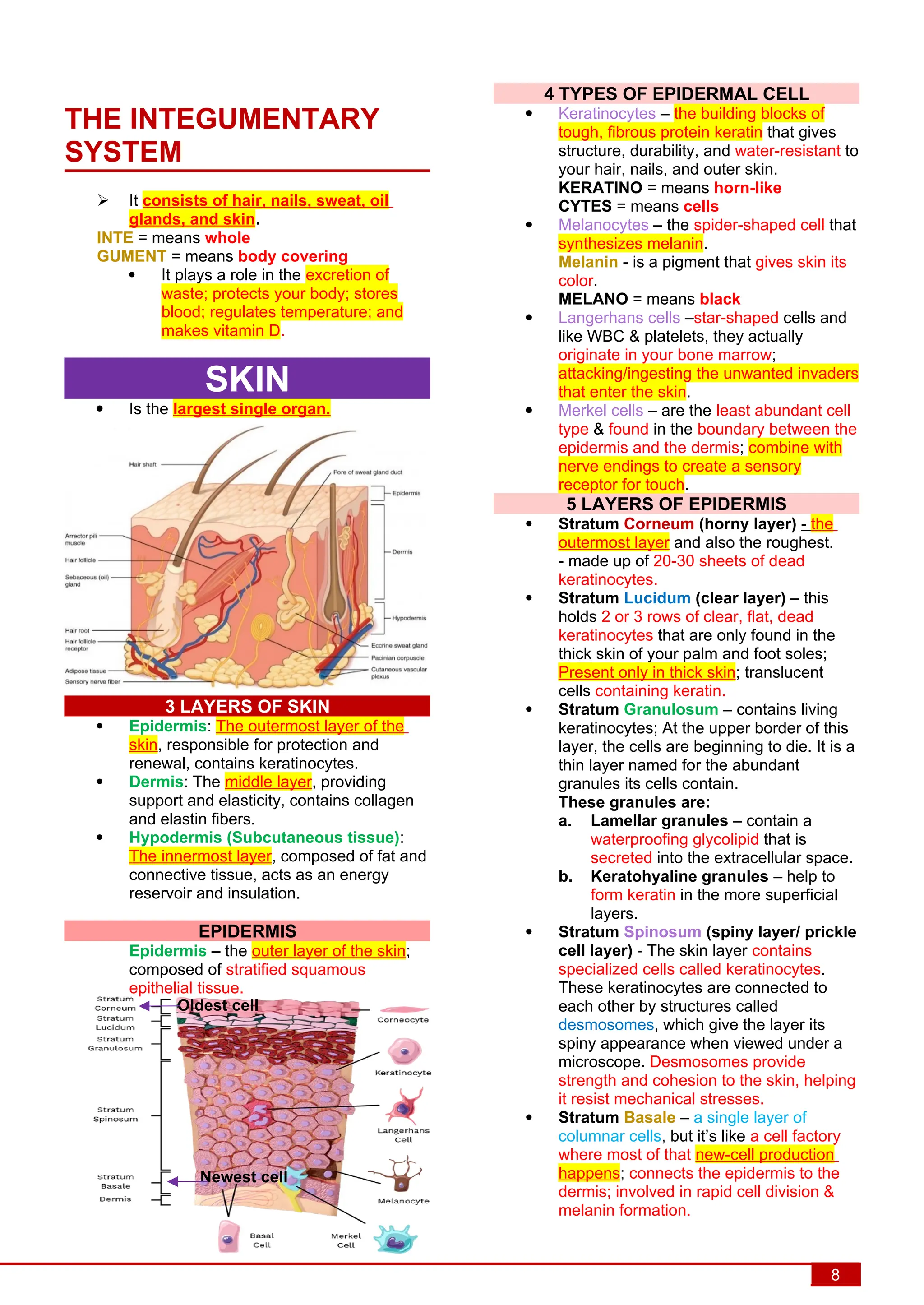 ANATOMY%20AND%20PHYSIOLOGY%20LECTURE-PRELIM.docx