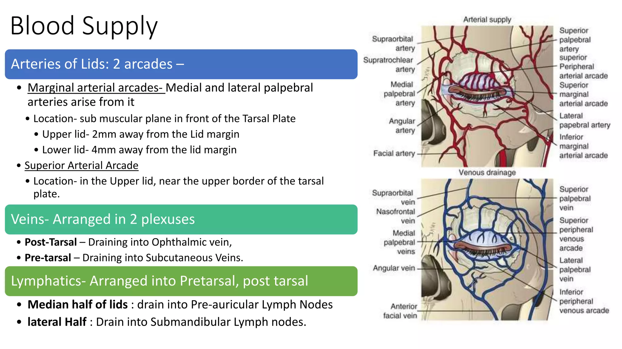 Anatomy Of Eyelid And Ptosis | PPTX