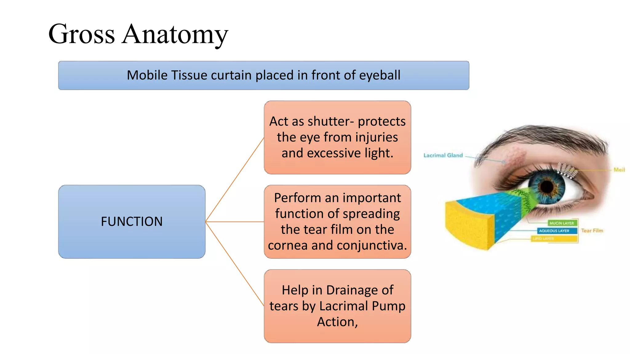 Anatomy Of Eyelid And Ptosis | PPTX