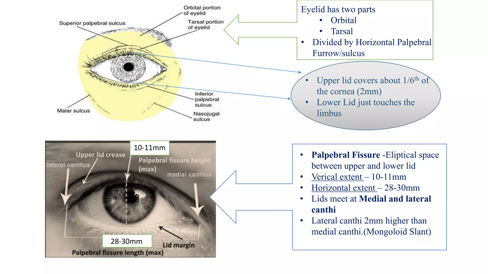 Anatomy Of Eyelid And Ptosis | PPTX