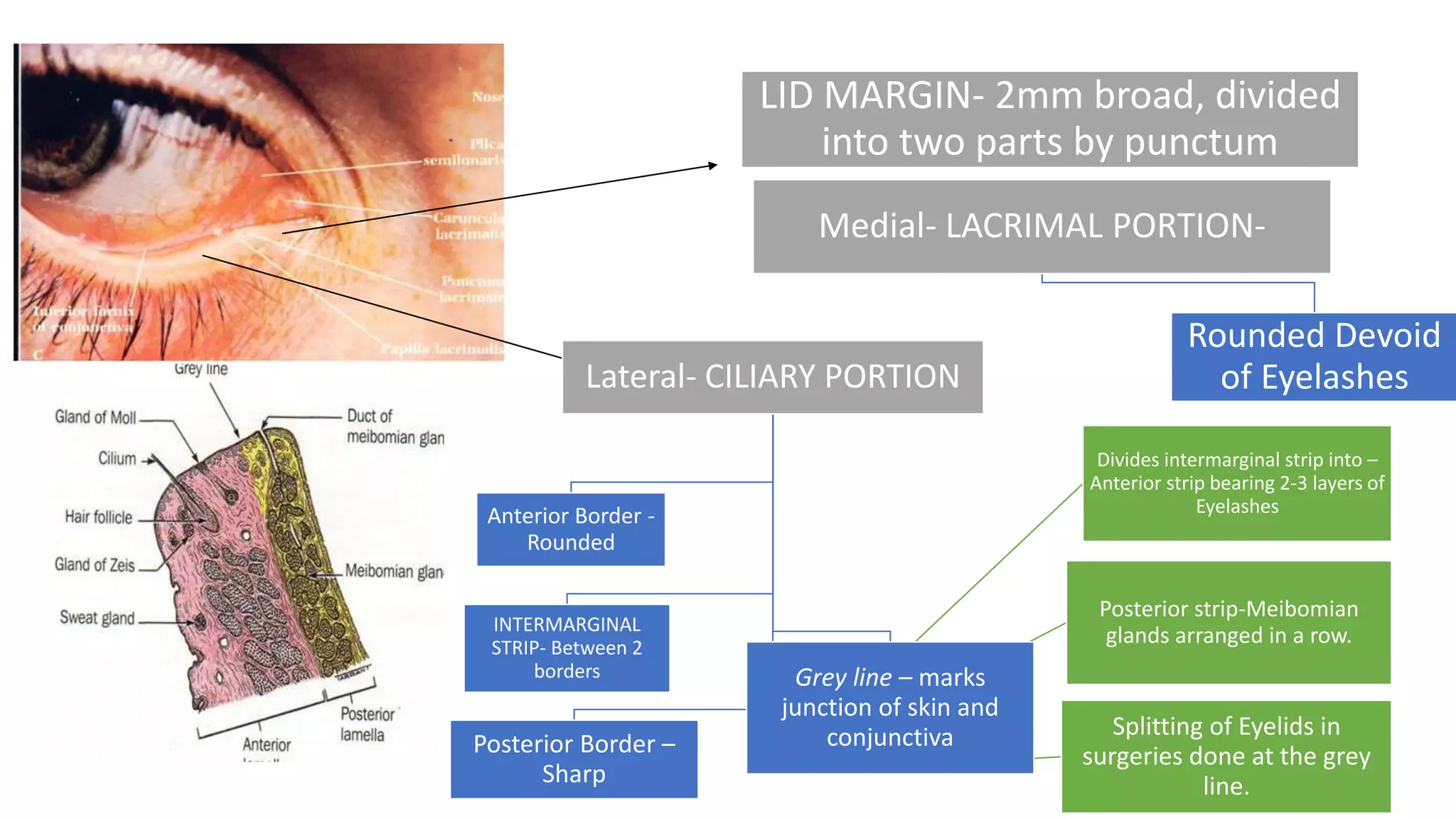 Anatomy Of Eyelid And Ptosis | PPTX
