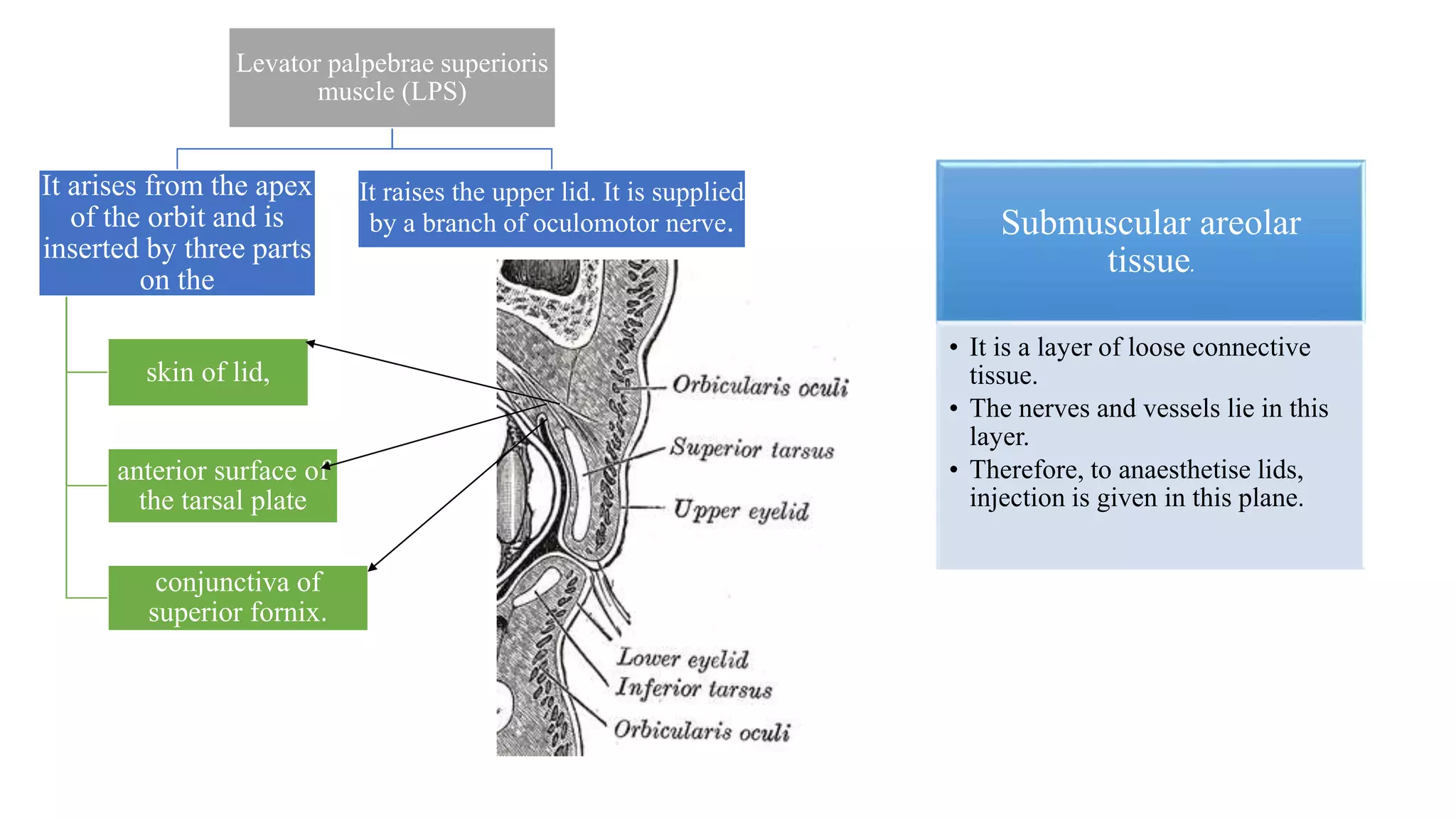 Anatomy Of Eyelid And Ptosis | PPTX
