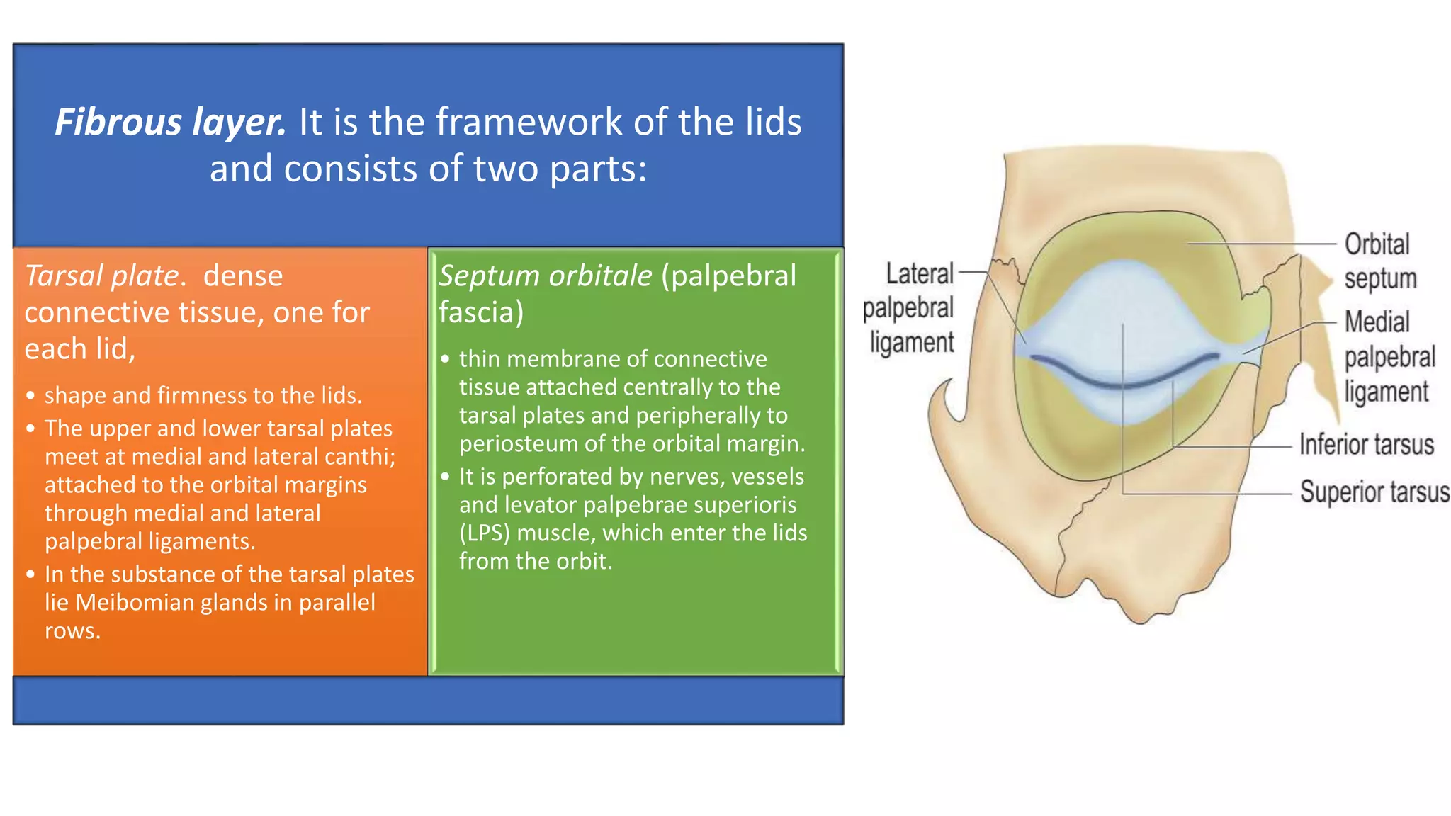 Anatomy Of Eyelid And Ptosis | PPTX