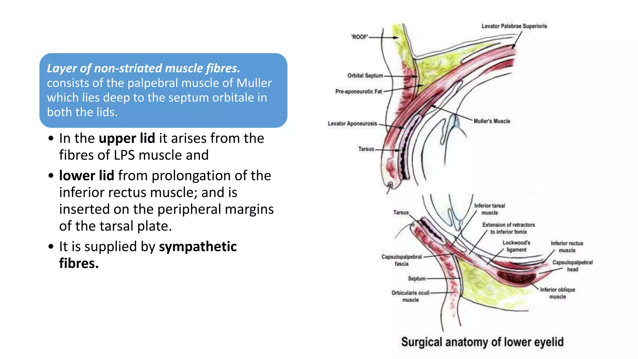 Anatomy Of Eyelid And Ptosis | PPTX