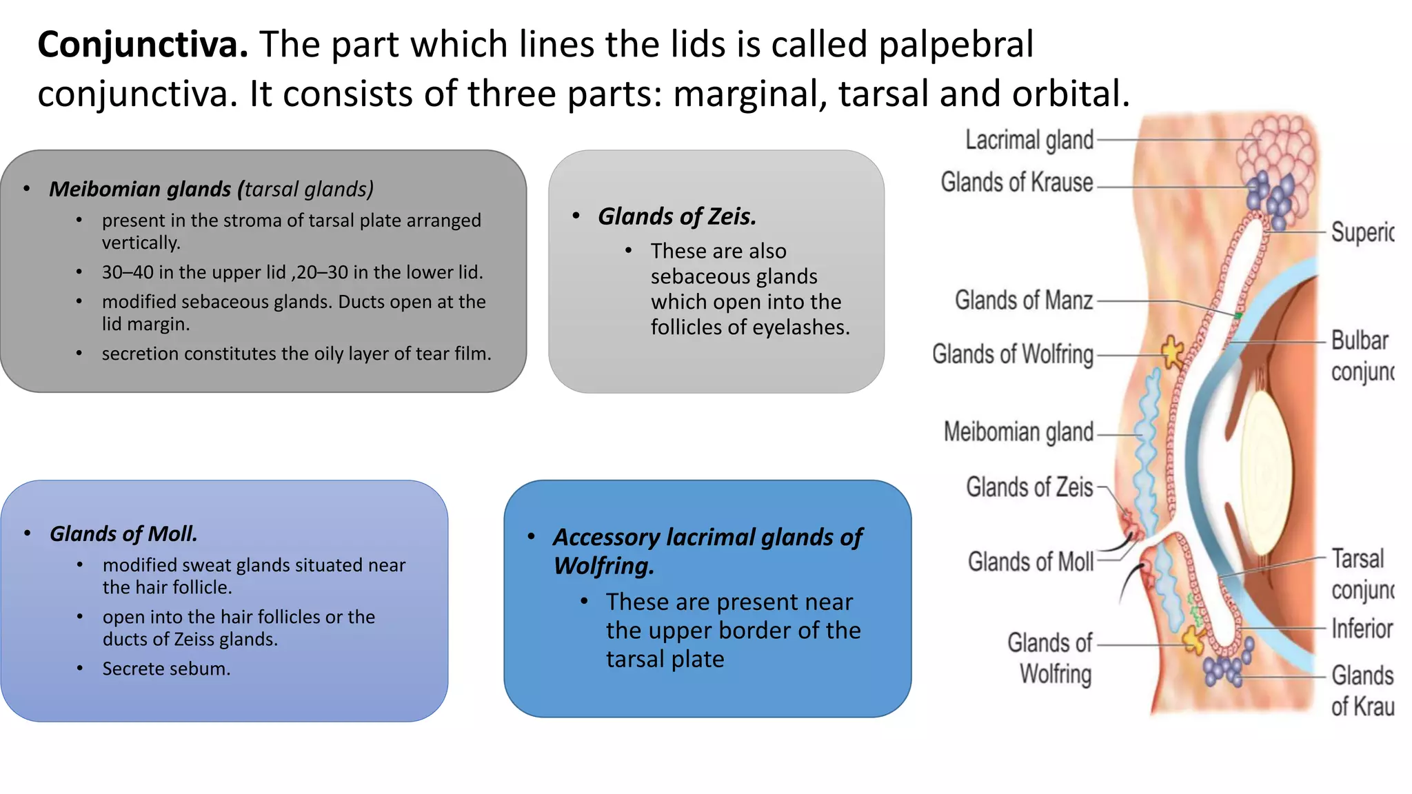 Anatomy Of Eyelid And Ptosis | PPTX