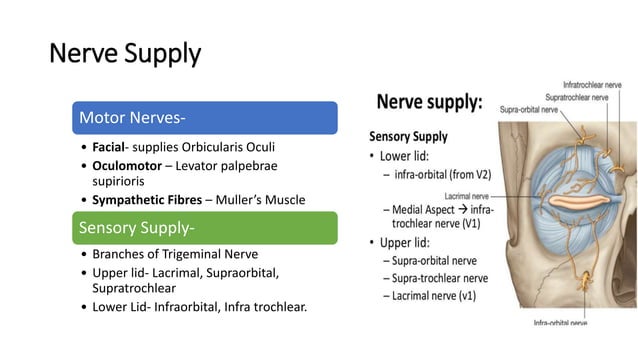 Anatomy Of Eyelid And Ptosis | PPTX | Eye and Vision Conditions ...