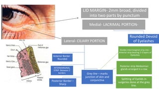 Anatomy Of Eyelid And Ptosis | PPTX