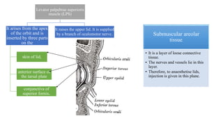 Anatomy Of Eyelid And Ptosis | PPTX