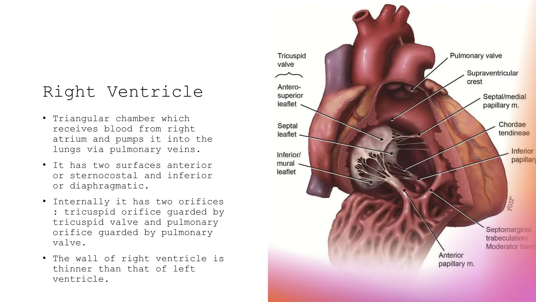 ANATOMY OF HEART - CARDIOVASCULAR SYSTEM | PPTX
